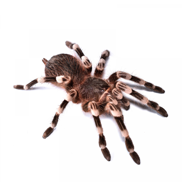 Spiderling Tarantulas | Next-Day UK Delivery | Bug Pets LTD LTD