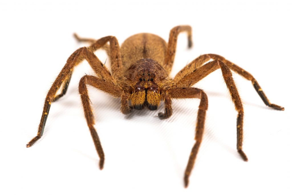 Huntsman Spiders | Next-Day UK Delivery | Bug Pets LTD LTD