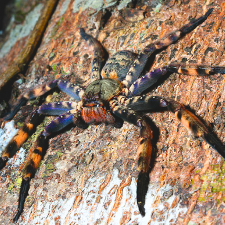 Huntsman Spiders | Next-Day UK Delivery | Bug Pets LTD LTD