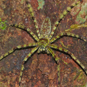 Huntsman Spiders | Next-Day UK Delivery | Bug Pets LTD LTD