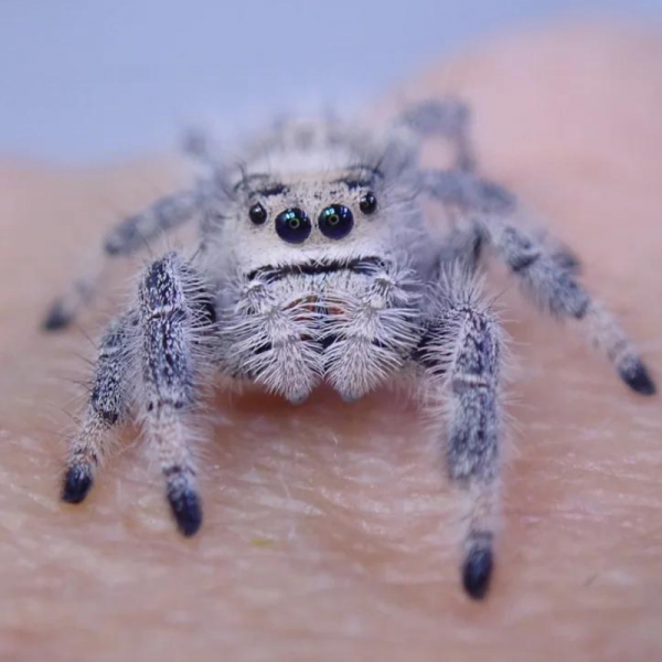 Florida Regal Jumping Spider, Phidippus Regius | Bug Pets LTD