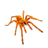 Spiderling Orange Bitey Thing Tarantula, Pterinochilus Murinus | Bug ...