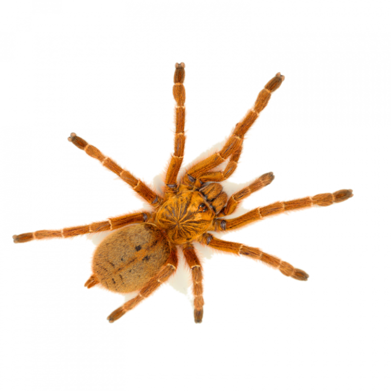 Spiderling Orange Bitey Thing Tarantula, Pterinochilus Murinus | Bug ...