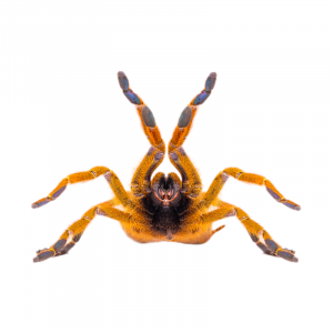 Spiderling Orange Bitey Thing Tarantula, Pterinochilus Murinus | Bug ...