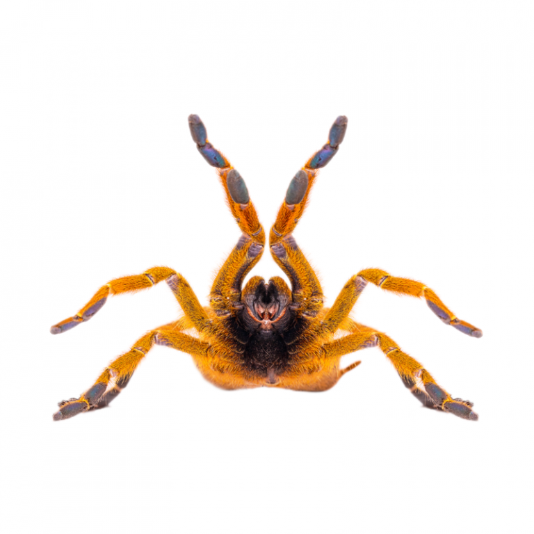 Juvenile Orange Bitey Thing Tarantula, Pterinochilus Murinus | Bug Pets LTD