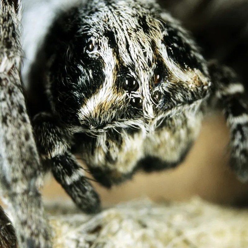 Social Desert Velvet Spider, Stegodyphus Sp. | Bug Pets LTD