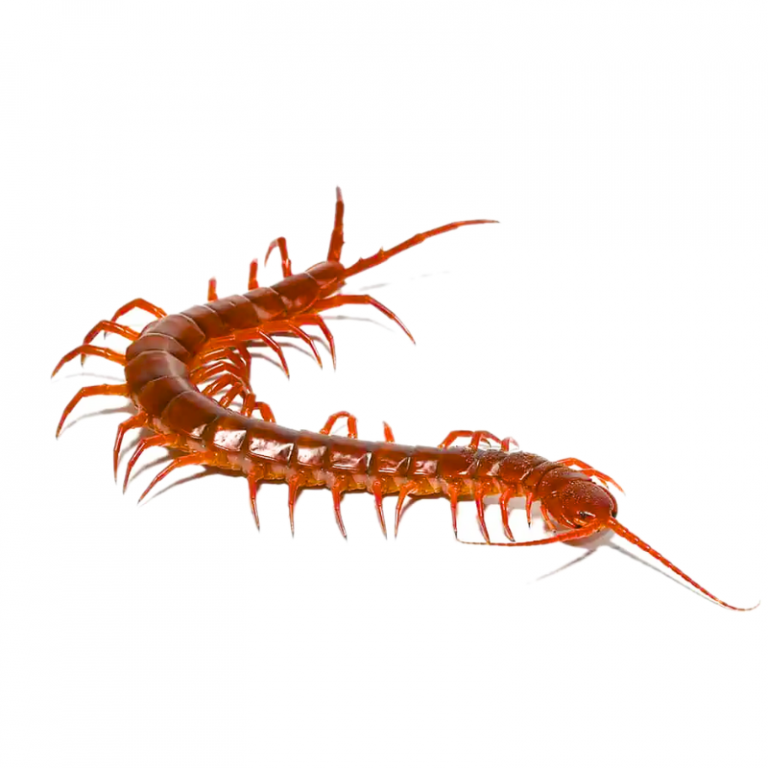 Thai Red Dragon Centipede, Scolopendra Dehaani | Bug Pets LTD