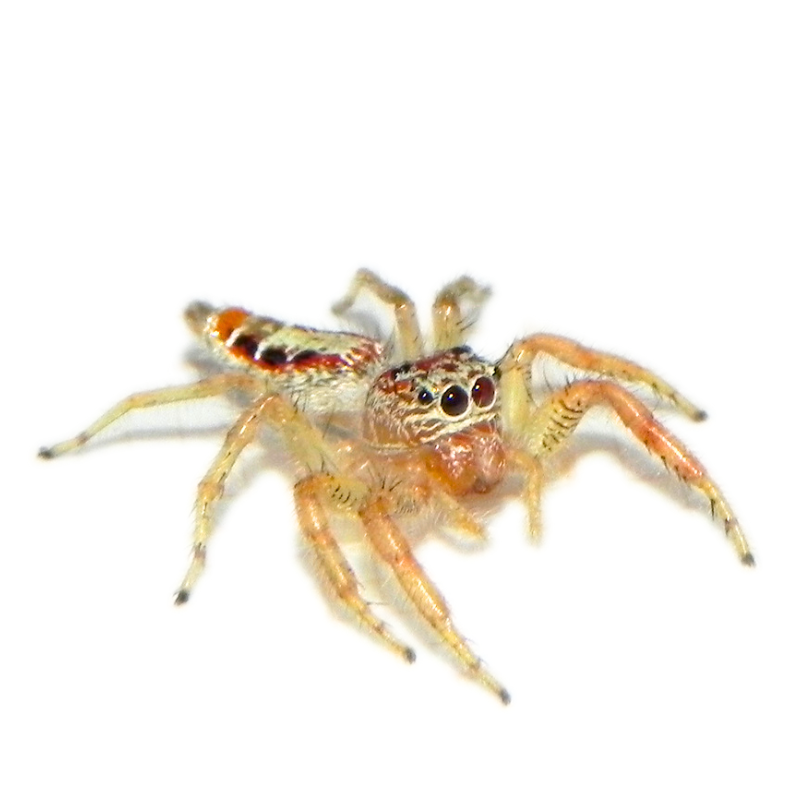 Pet Jumping Spiders | Next-Day UK Delivery | Bug Pets LTD LTD