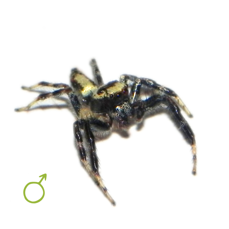 Thyene Jumping Spider, Thyene Sp. | Bug Pets LTD