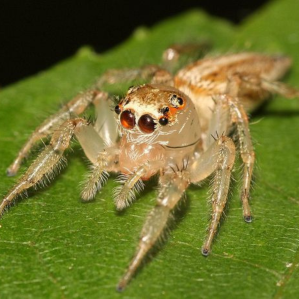 Thyene Jumping Spider, Thyene Sp. | Bug Pets LTD