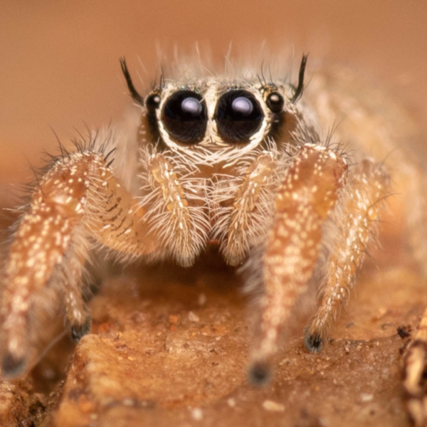Thyene Jumping Spider, Thyene Sp. | Bug Pets LTD
