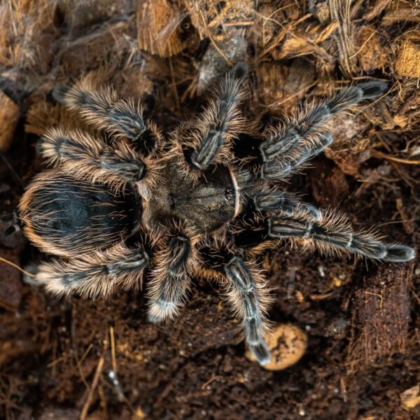 Spiderling Curly Hair Tarantula, Tliltocatl Albopilosus | Bug Pets LTD