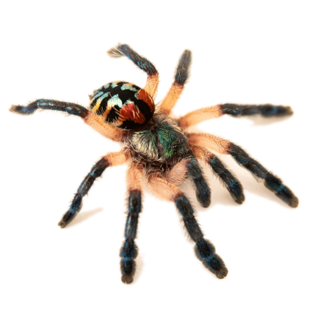Tarantulas | Bug Pets LTD