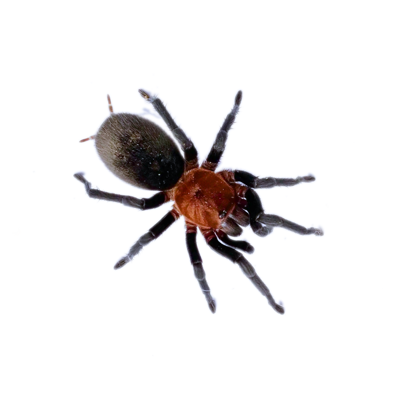 Juvenile Red Head Tarantula, Bumba Horrida | Bug Pets LTD