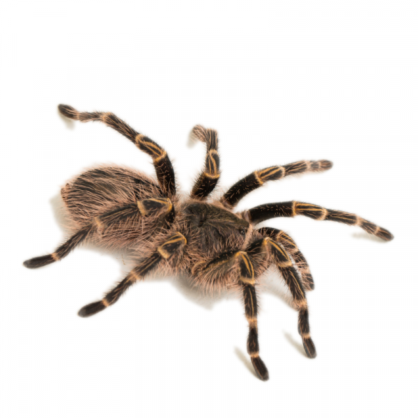 Sub-Adult Brazilian Black Tarantula, Grammostola Pulchra | Bug Pets LTD