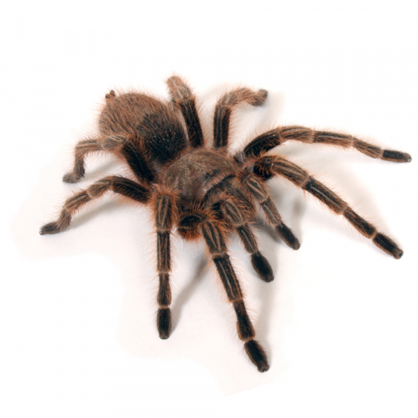 Spiderling Chilean Rose Tarantula, Grammostola Rosea | Bug Pets LTD