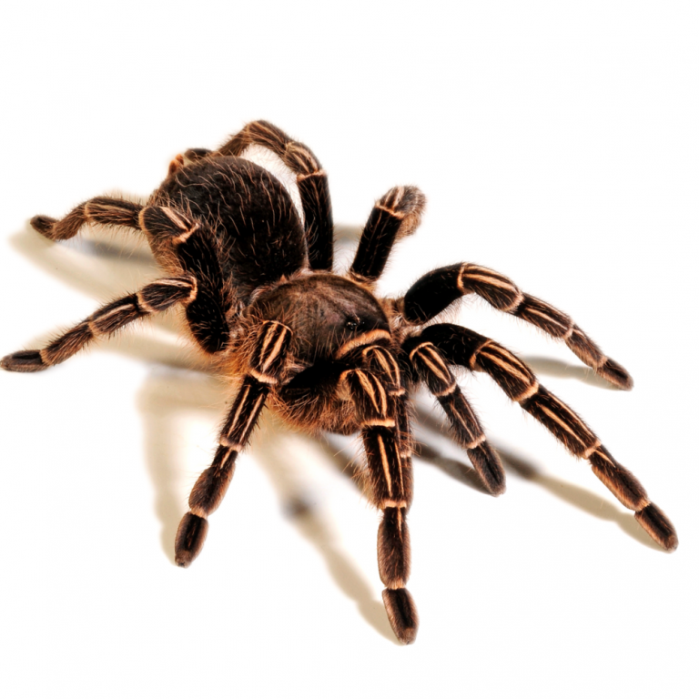 Spiderling Tarantulas | Next-Day UK Delivery | Bug Pets LTD LTD
