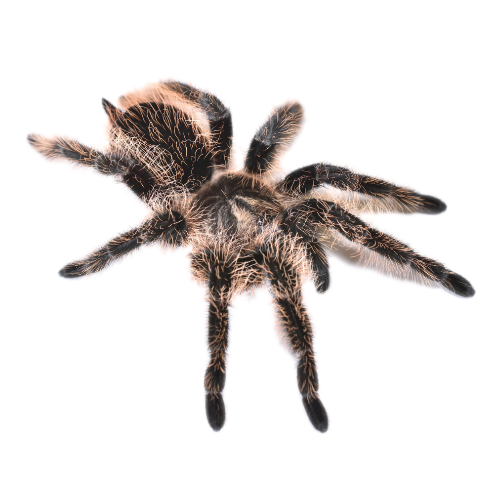 Tarantulas | Bug Pets LTD