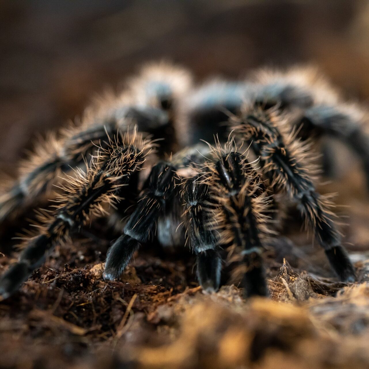 Sub-Adult Curly Hair Tarantula, Tlitocatl Albopilosus | Bug Pets LTD