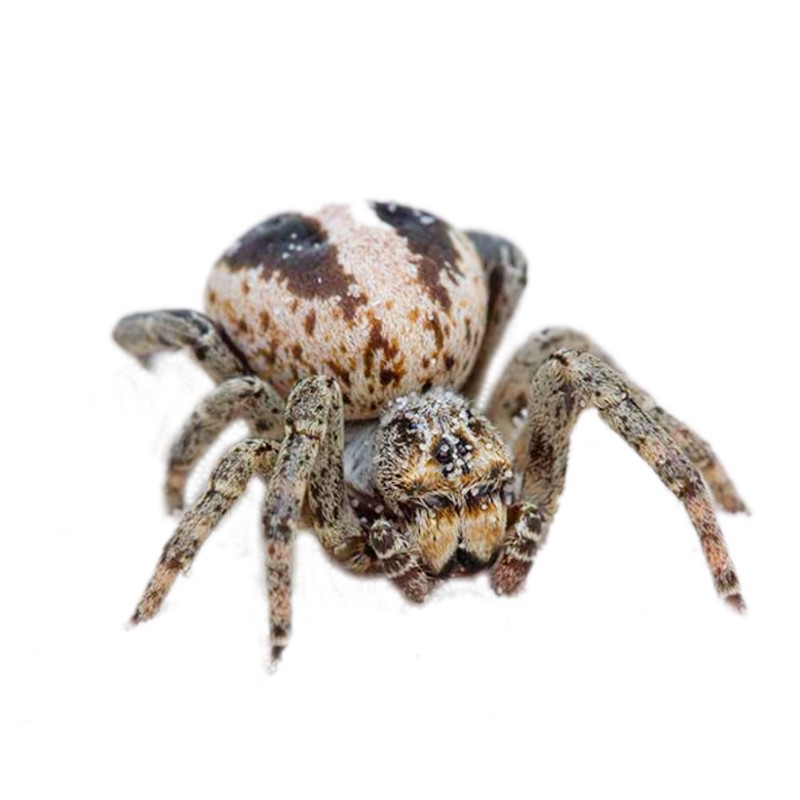 Social Desert Velvet Spider, Stegodyphus Sp. | Bug Pets LTD