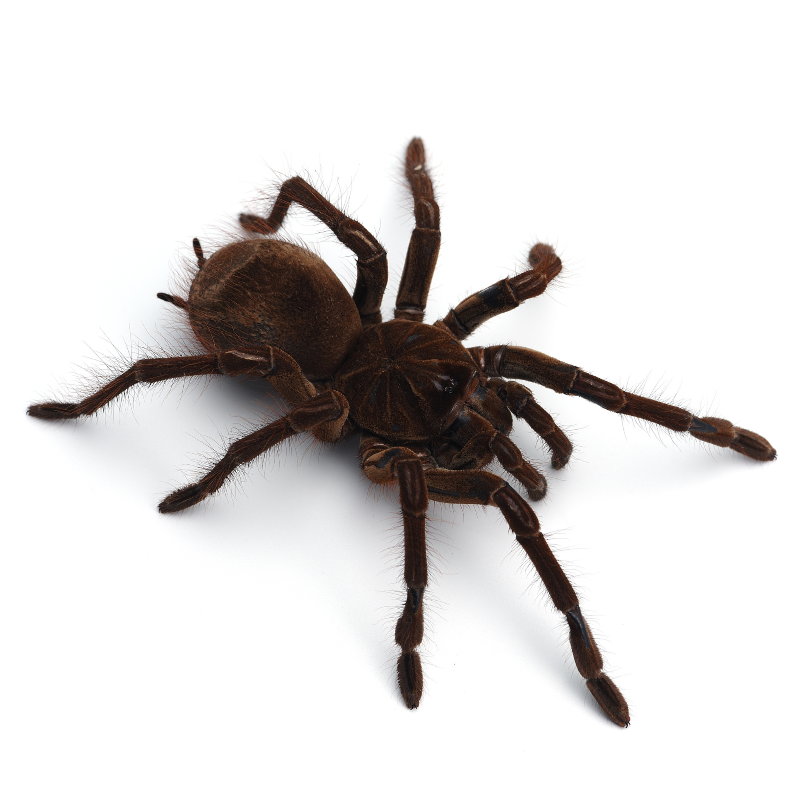 Spiderling Goliath Bird Eater Tarantula, Theraposa Blondii | Bug Pets LTD