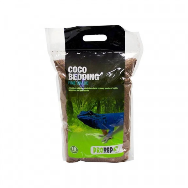 Buying & Caring For Pet Jumping Spiders | Bug Pets LTD