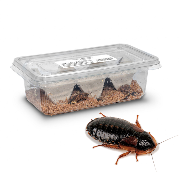 Dubia Roaches | Bug Pets LTD