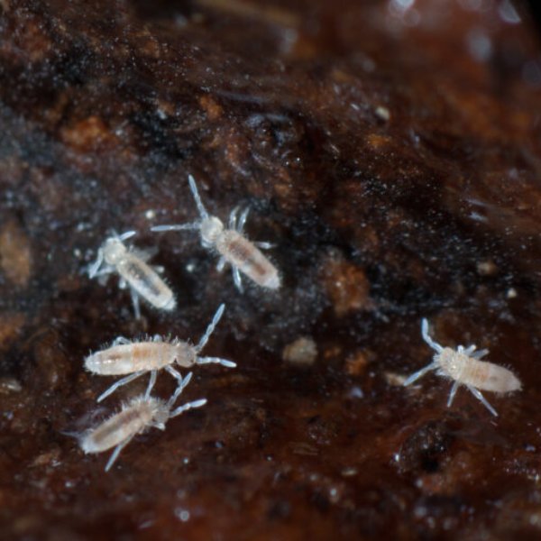 White Tropical Springtails, 500ml Tub | Bug Pets LTD