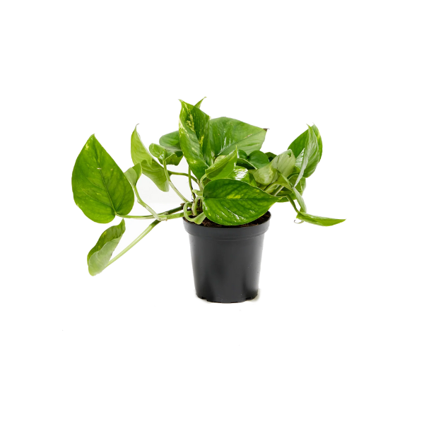 Pothos | Bug Pets LTD