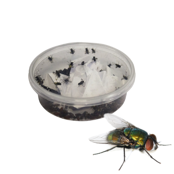 Green Bottle Fly Casters, Lucilia Sericata | Bug Pets LTD