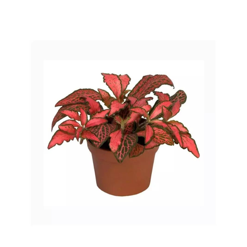 Red Nerve Plant | Bug Pets LTD