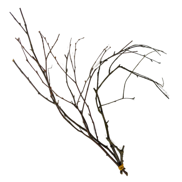 Bundle Of Small Sticks, 30cm | Bug Pets LTD