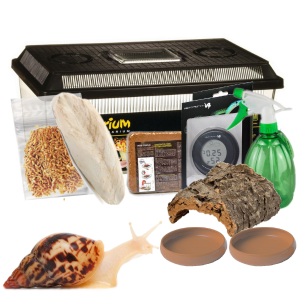 Giant African Land Snail Setups | Next-Day UK Delivery | Bug Pets LTD