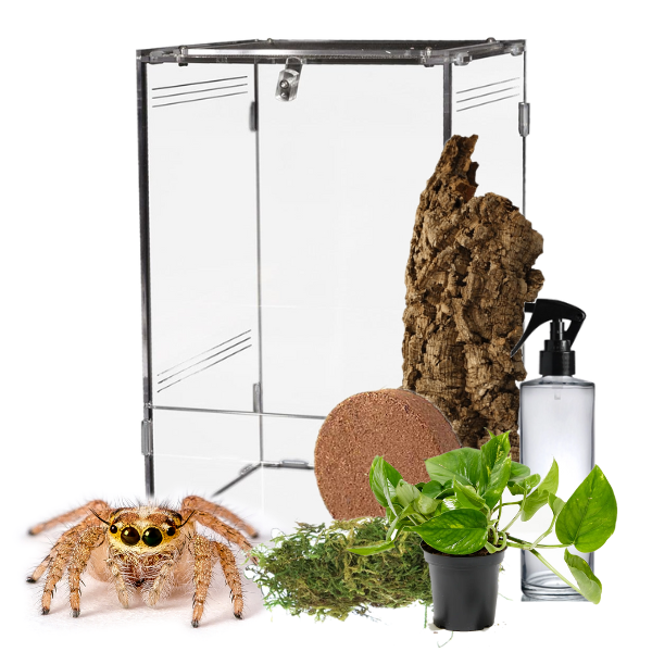 Giant Jumping Spider, Hyllus Giganteus | Bug Pets LTD