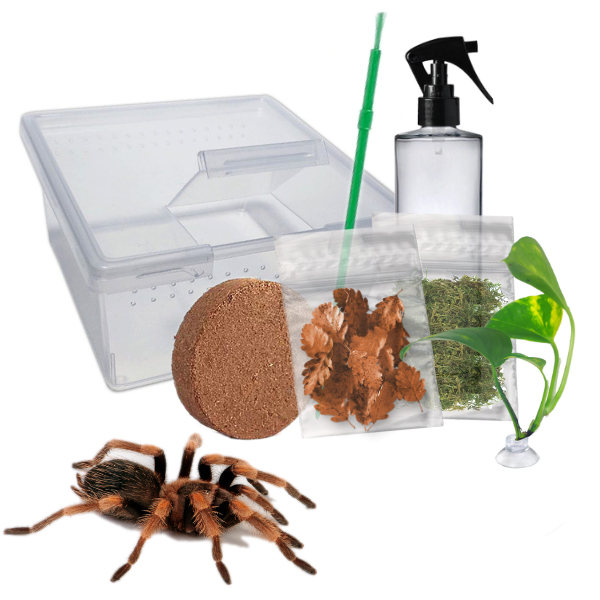 'My First Spiderling' Tarantula Setup | Bug Pets LTD