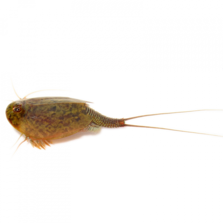 Triop Eggs For Sale | Next-Day UK Delivery | Bug Pets LTD LTD