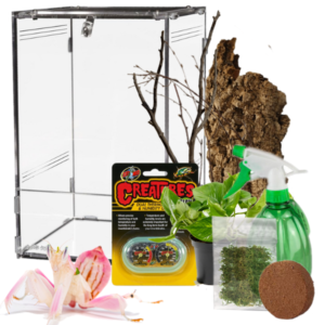 Praying Mantis Setups | Next-Day UK Delivery | Bug Pets LTD