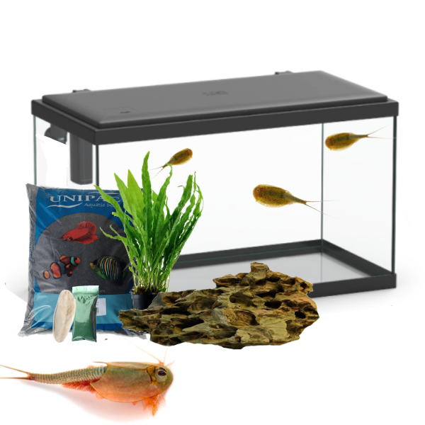 Triop Thrive Setup | Bug Pets LTD