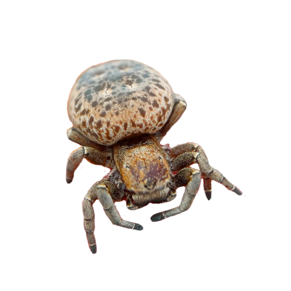Decorated Velvet Spider, Paradonea Sp. "Limpopo" | Bug Pets LTD
