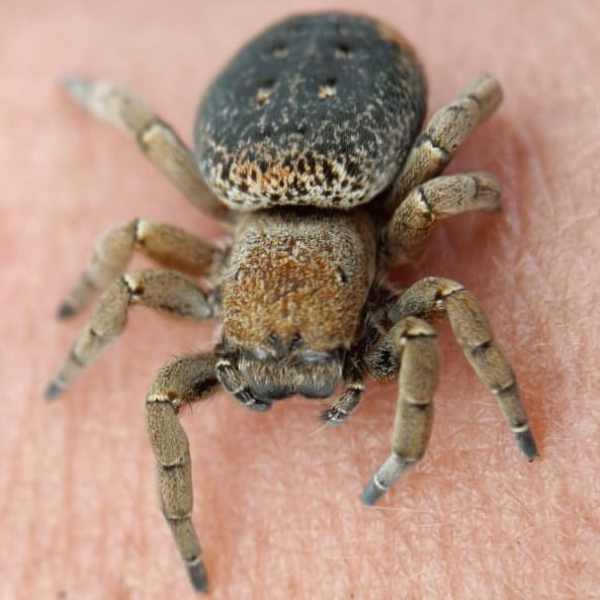 Decorated Velvet Spider, Paradonea Sp. "Limpopo" | Bug Pets LTD