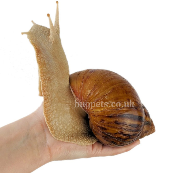 XL Albino Giant Tiger Land Snail, Achatina Achatina Cf. | Bug Pets LTD