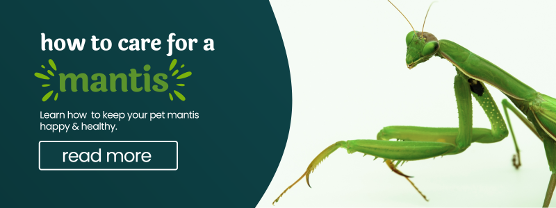 Pet Praying Mantis | Next-Day UK Delivery | Bug Pets LTD