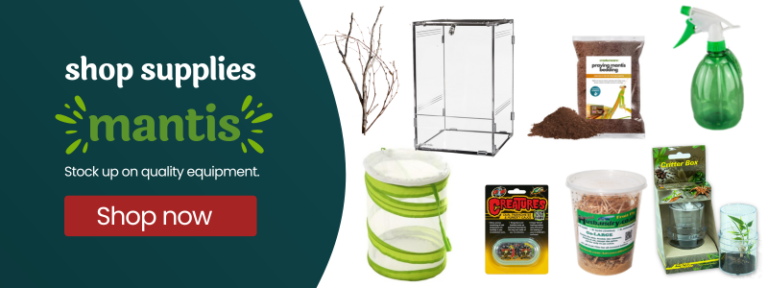 Pet Praying Mantis | Next-Day UK Delivery | Bug Pets LTD