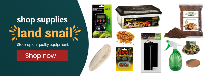 Giant Land Snails | Next-Day UK Delivery | Bug Pets LTD LTD