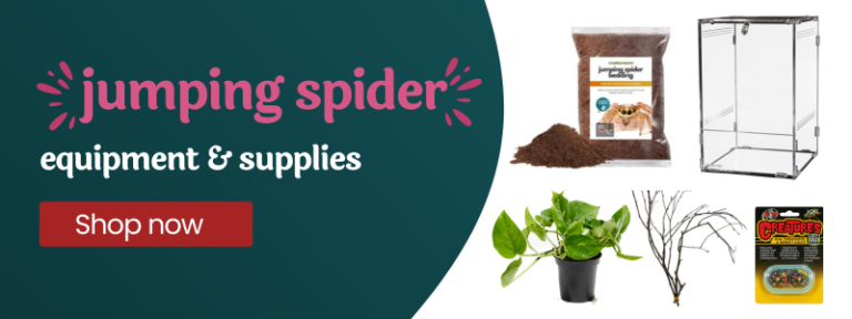 Pet Jumping Spiders | Next-Day UK Delivery | Bug Pets LTD LTD