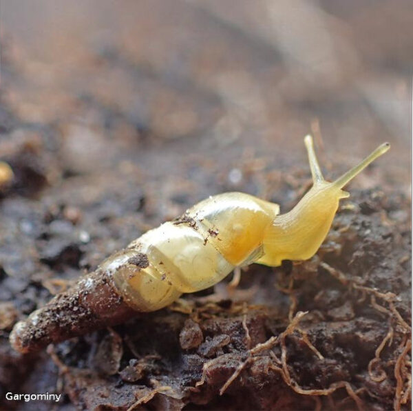 5 X Unicorn Snail, Octona Subulina | Bug Pets LTD