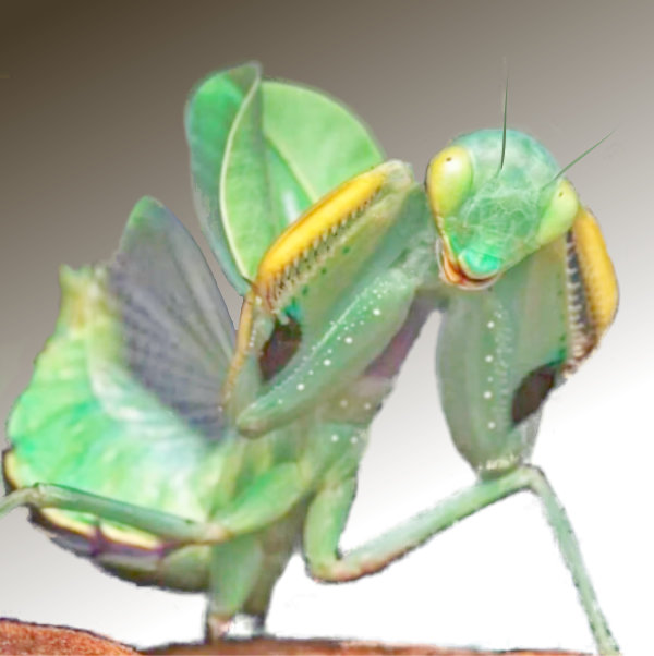 Wide-armed Mantis (Cilnia Humeralis) | Bug Pets LTD