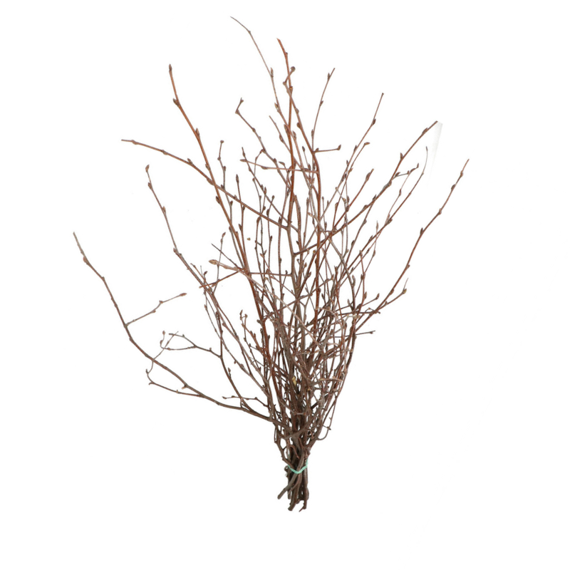 Bundle Of Large Sticks, 70cm | Bug Pets LTD