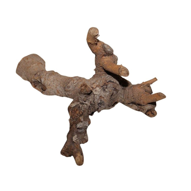 CreatureCare Kuwa Root, 25-30cm | Bug Pets LTD