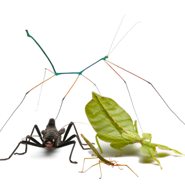 Stick & Leaf Insects | Next-Day UK Delivery | Bug Pets LTD